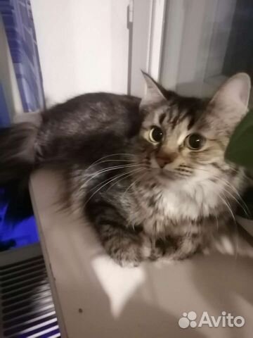 Камышовая кошка