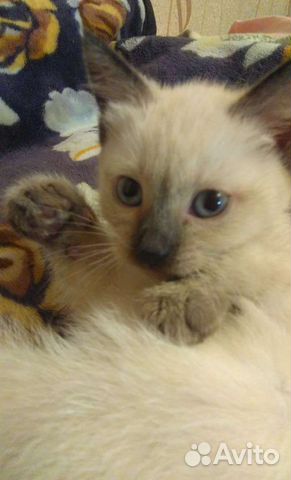 Кошка