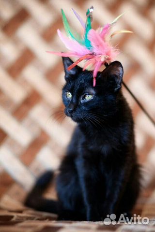 Очаровательная Мила В Дар В Добрые Руки