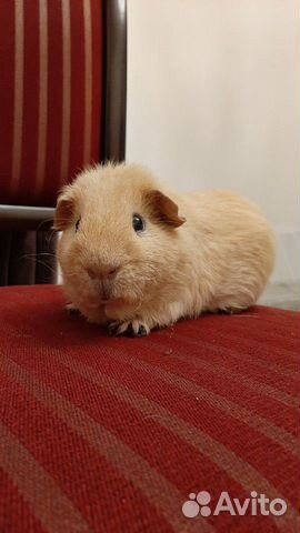 Породистая морская свинка селф