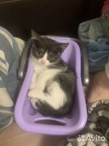 Котята 6 месяц