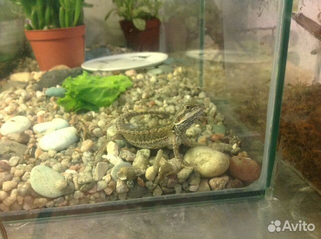 Продаю рептилий