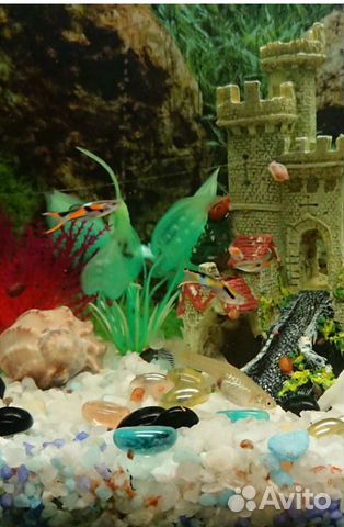 Рыбки гуппи эндлера