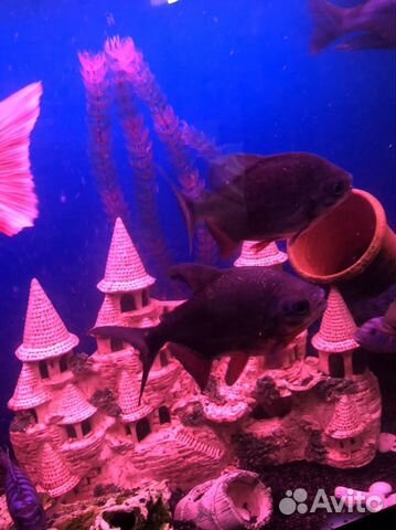 Рыба пиранья