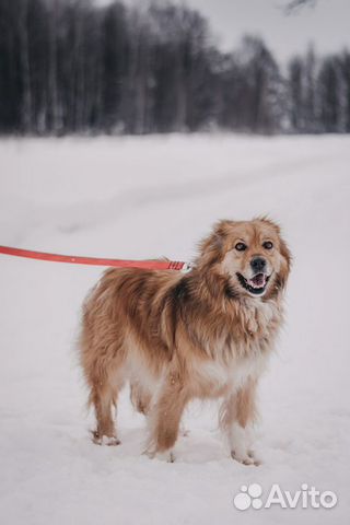 Собака ищет семью