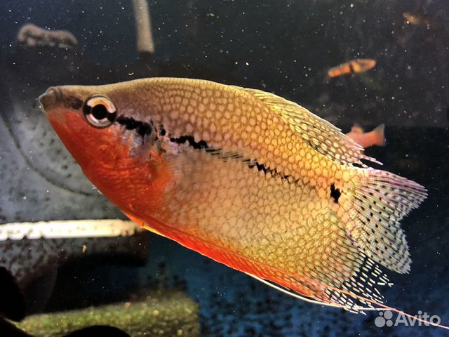 Гурами жемчужный (пара)