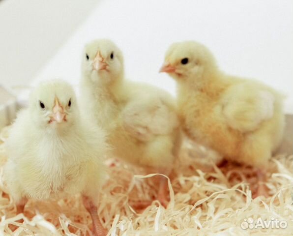 Продам бройлерного цыпленка