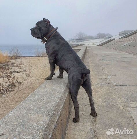 Кане корсо вязка