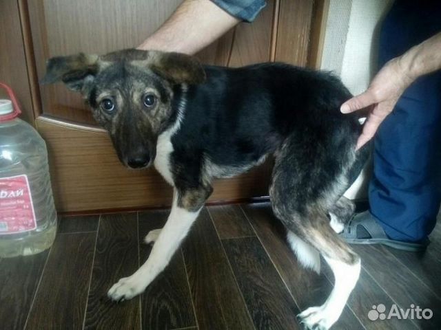 Отдадим В добрые руки молодую годовалую собаку