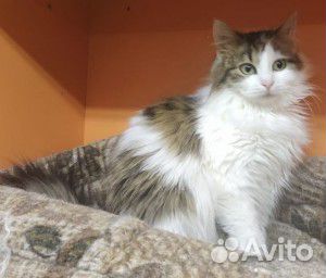 Милашка-пушистик из помёта "Озерки"