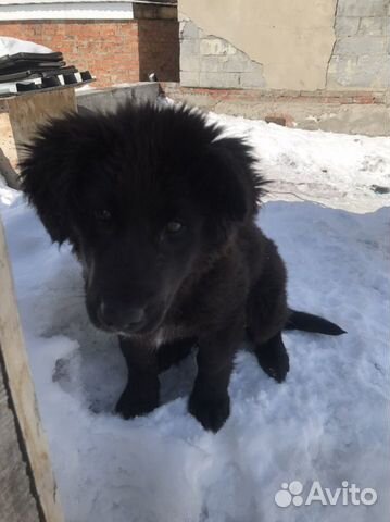 Щенок (помесь с маламутом) маламутки