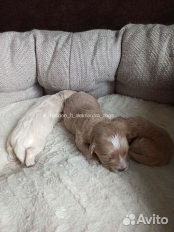 Мальтипу Ф1 элитные собачки