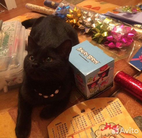 Кошечка Таша