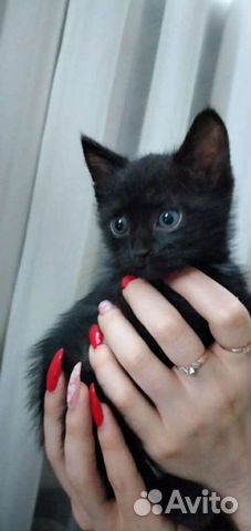 Шотландские вислоухие котята