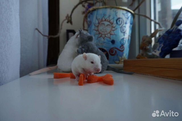 Крысята альбиносы и с черными глазами