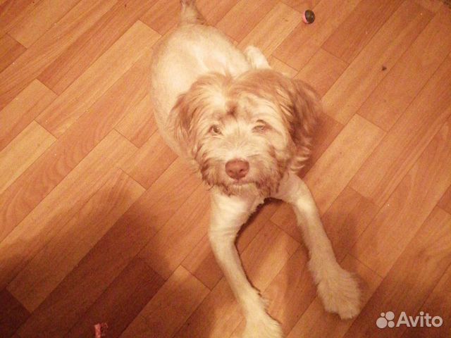 Терьер метис