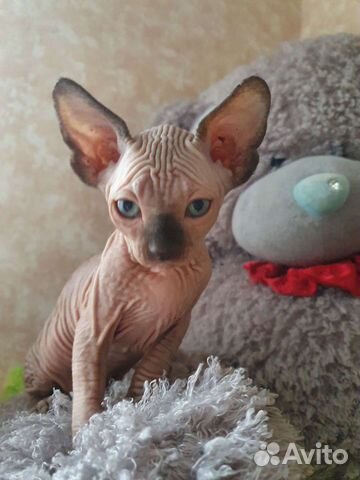 Котята сфинкс