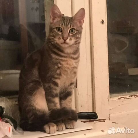 Котенок в добрые руки (Феодосия)