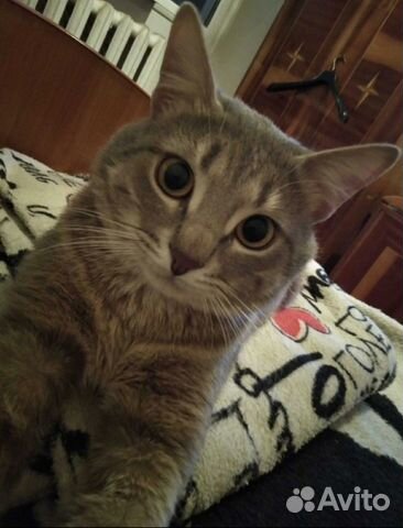 Кот