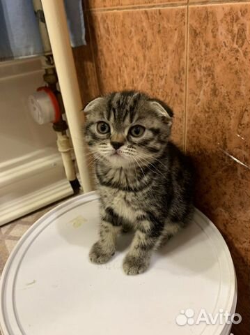 Шотланский плюшевый вислоухий котик
