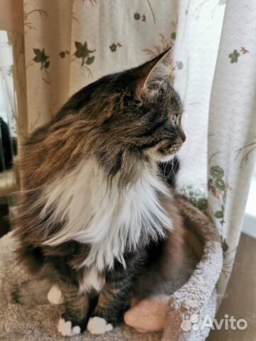Кошка Ева в дар