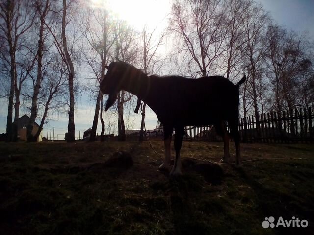 Козел альпийский