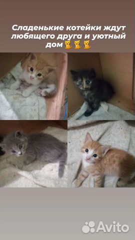 Котята в добрые руки