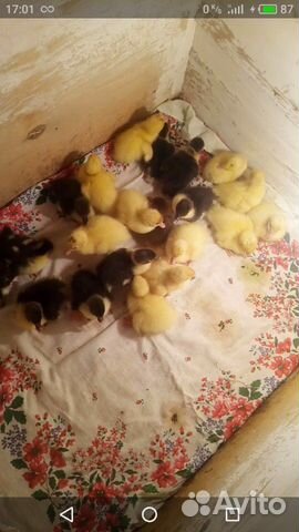 Мускусные утята (индоутки)