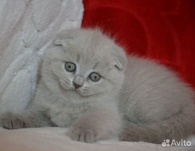 Лиловые мальчишки и девочки
