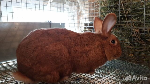 Кролики новозеландские красные