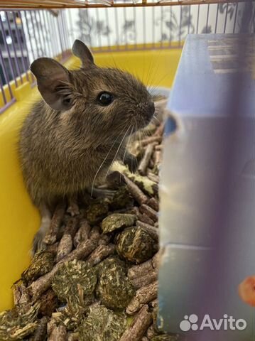 Белка дегу + клетка