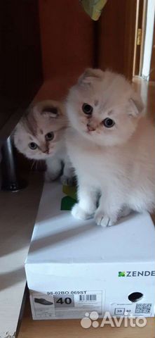 Шотландские