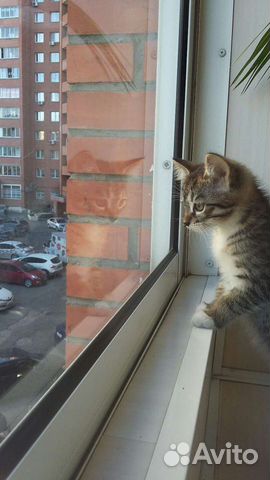 Маленький друг