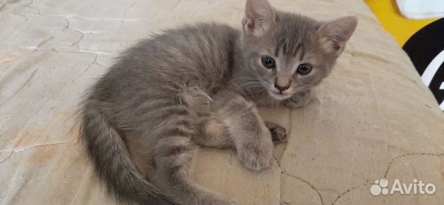 Котёнок-девочка, наполовину британец