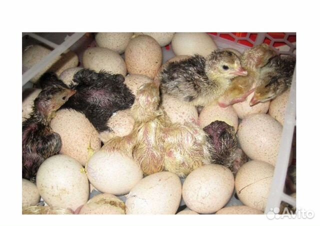 Инкубационное яйцо индейки белой широкогрудой