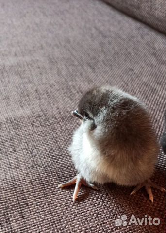 Мехеленская Кукушка и Амераукан цыплята