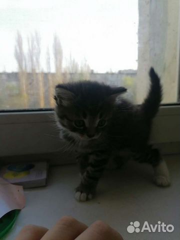 Котенок в дар