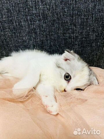 Шотландские котята малышка вислоушка Рузвель