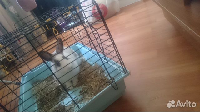 Мини декоративный кролик