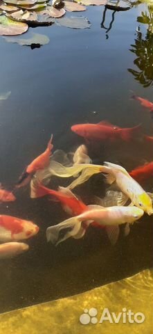 Рыбы для пруда