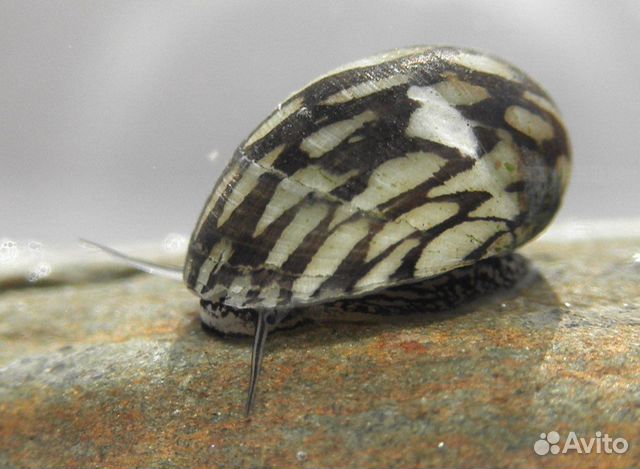 Улитка Теодоксус