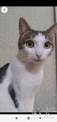 Котик Бэмби