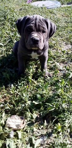 Корсо - красотки