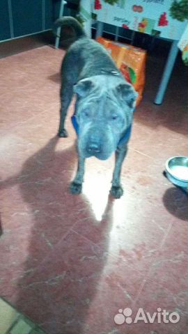 Шарпей найден ул академика янгеля