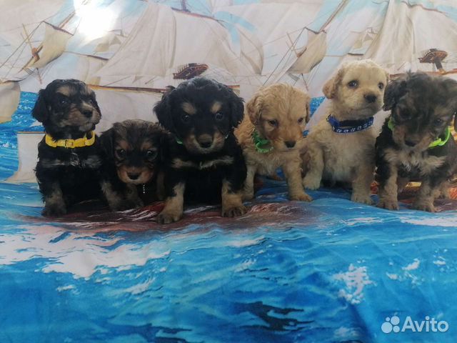 Спаниельки