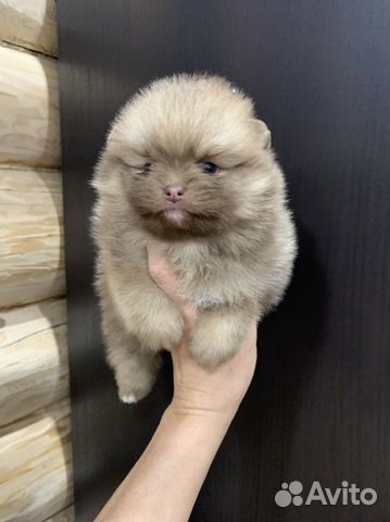 Шпицуля шоколадный соболь Кнопочка