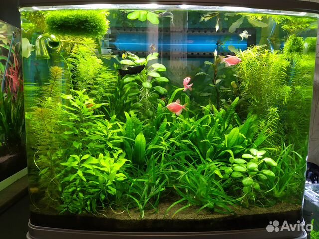 Аквариум jebo R352+тумба+внешний фильтр+свет+со2