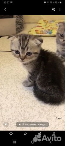 Шотландский вислоухий котенок
