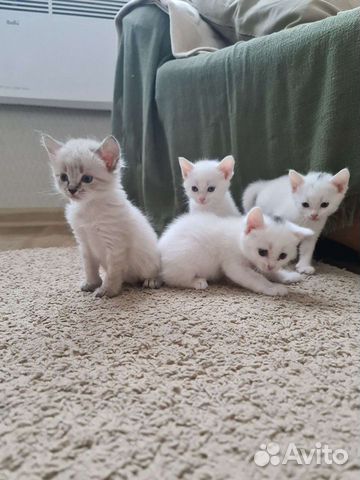 Котята самые послушные и милые в добрые руки