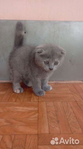 Шотландская вислоухая кошка